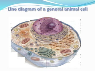 Grade 10 the cell | PPTX