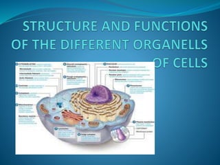 Grade 10 the cell | PPTX