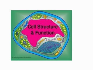 Grade 10 the cell | PPTX