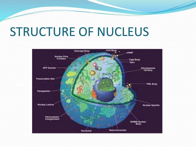 Grade 10 the cell | PPTX | Biological Sciences | Science