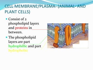 Animal And Plant Cells Grade 10
