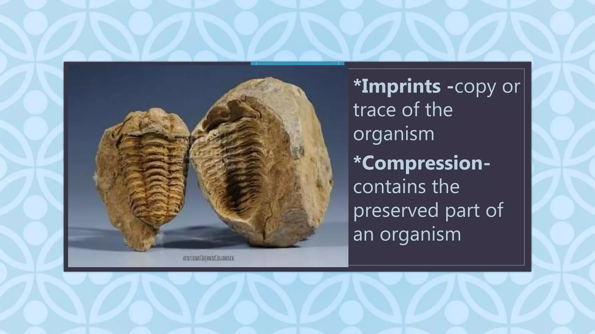 grade 10 Biodiversity and Evolution ppt.pptx