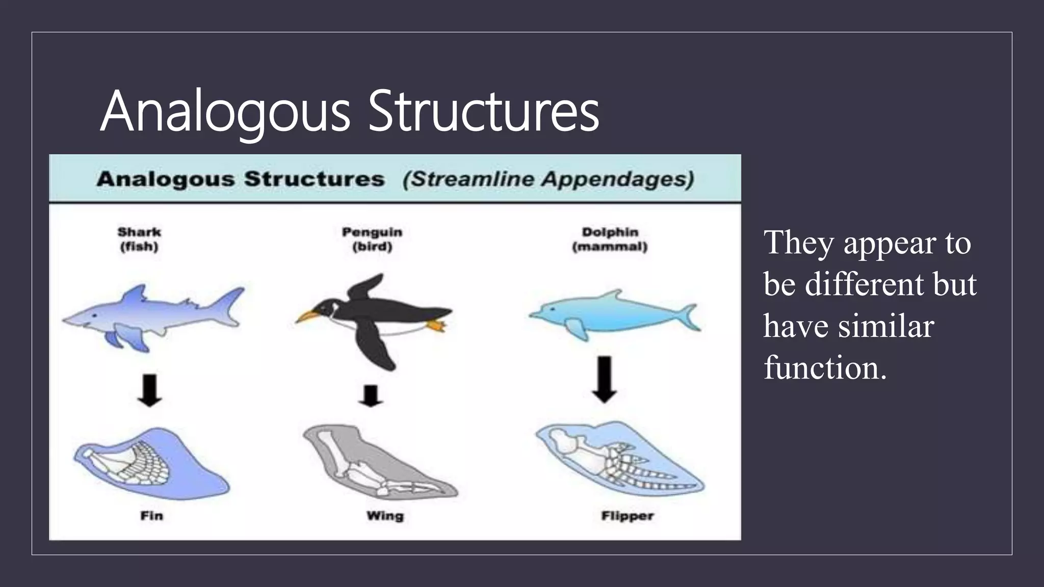 grade 10 Biodiversity and Evolution ppt.pptx