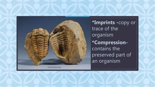 grade 10 Biodiversity and Evolution ppt.pptx
