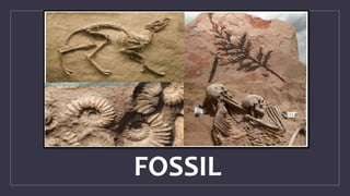 grade 10 Biodiversity and Evolution ppt.pptx