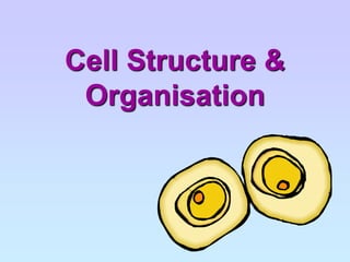 Grade 10 Cell Specialisation (1).ppt