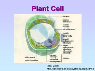 Grade 10 Cell Specialisation (1).ppt