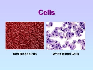 Grade 10 Cell Specialisation (1).ppt