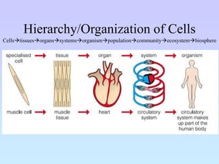 Grade 10 Cell Specialisation (1).ppt