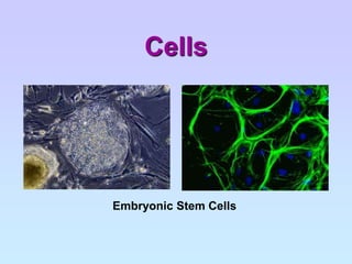 Grade 10 Cell Specialisation (1).ppt