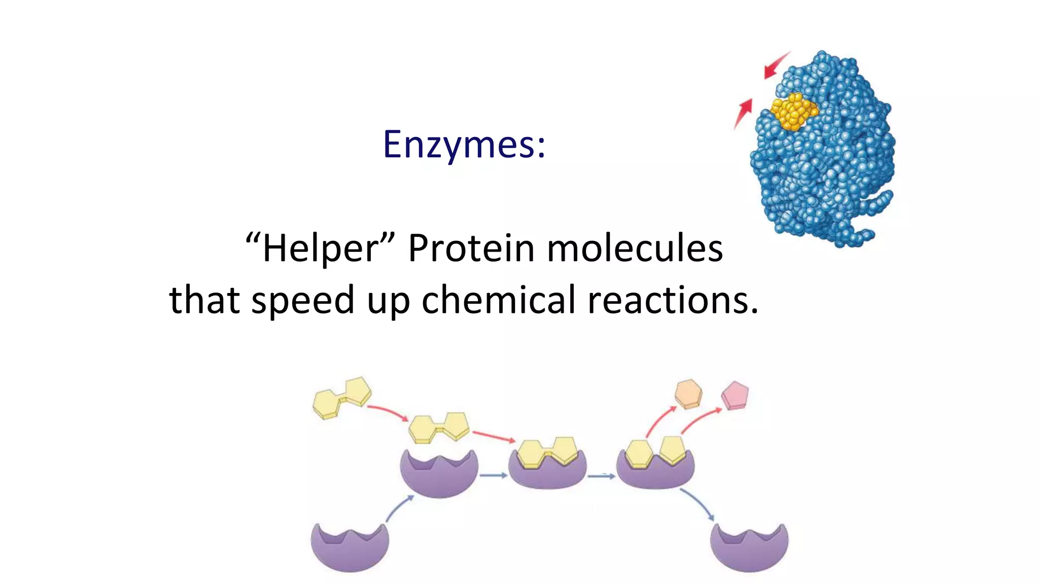 Grade 10 le_ch._6.2_enzymes.pptx