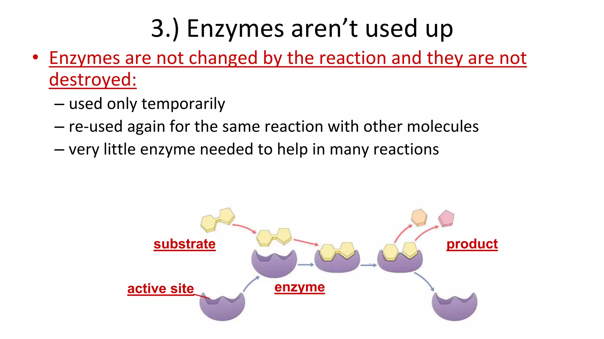 Grade 10 le_ch._6.2_enzymes.pptx