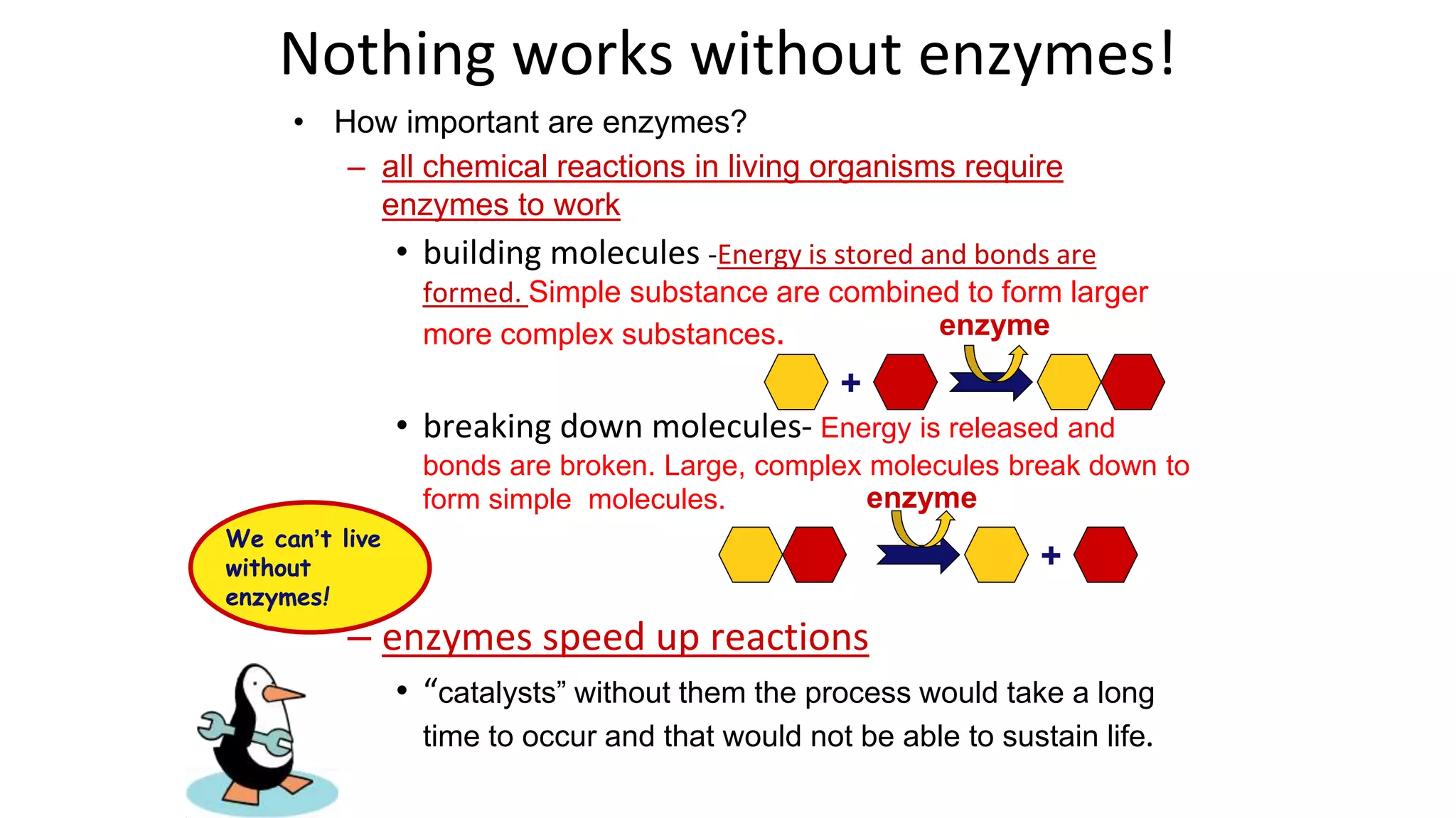 Grade 10 le_ch._6.2_enzymes.pptx