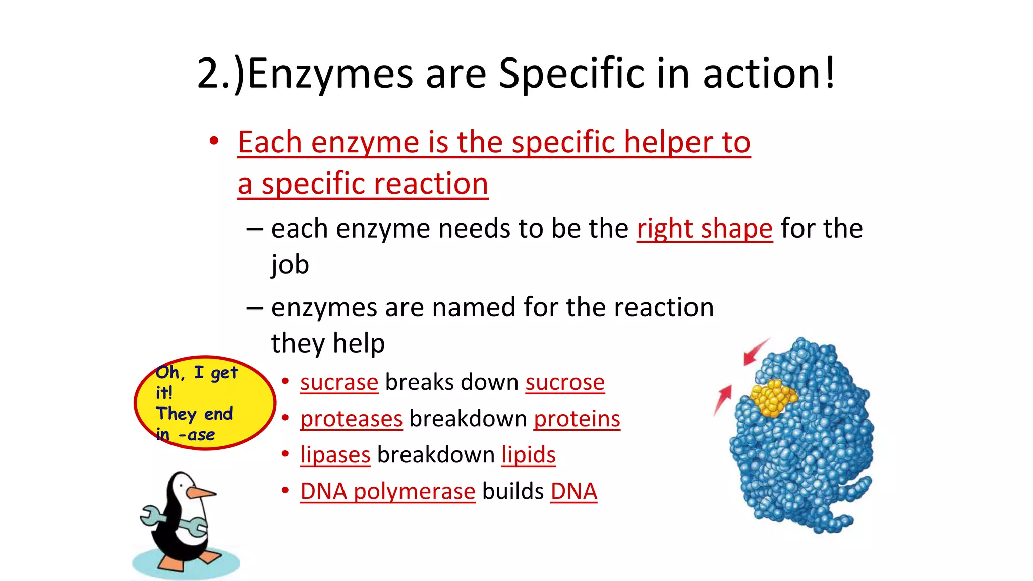 Grade 10 le_ch._6.2_enzymes.pptx