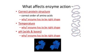 Grade 10 le_ch._6.2_enzymes.pptx