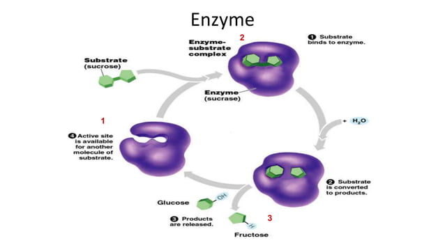 Grade 10 le_ch._6.2_enzymes.pptx