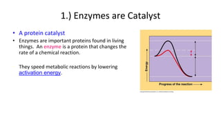 Grade 10 le_ch._6.2_enzymes.pptx