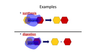 Grade 10 le_ch._6.2_enzymes.pptx
