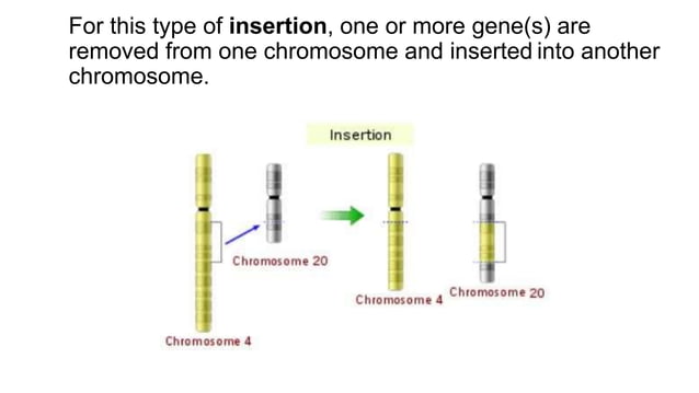 Grade 10 Lesson Mut.pptx | Genetics | Science