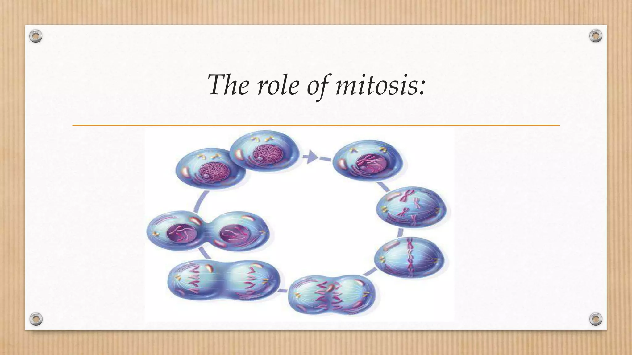 GRADE 10_MITOSIS.pptx