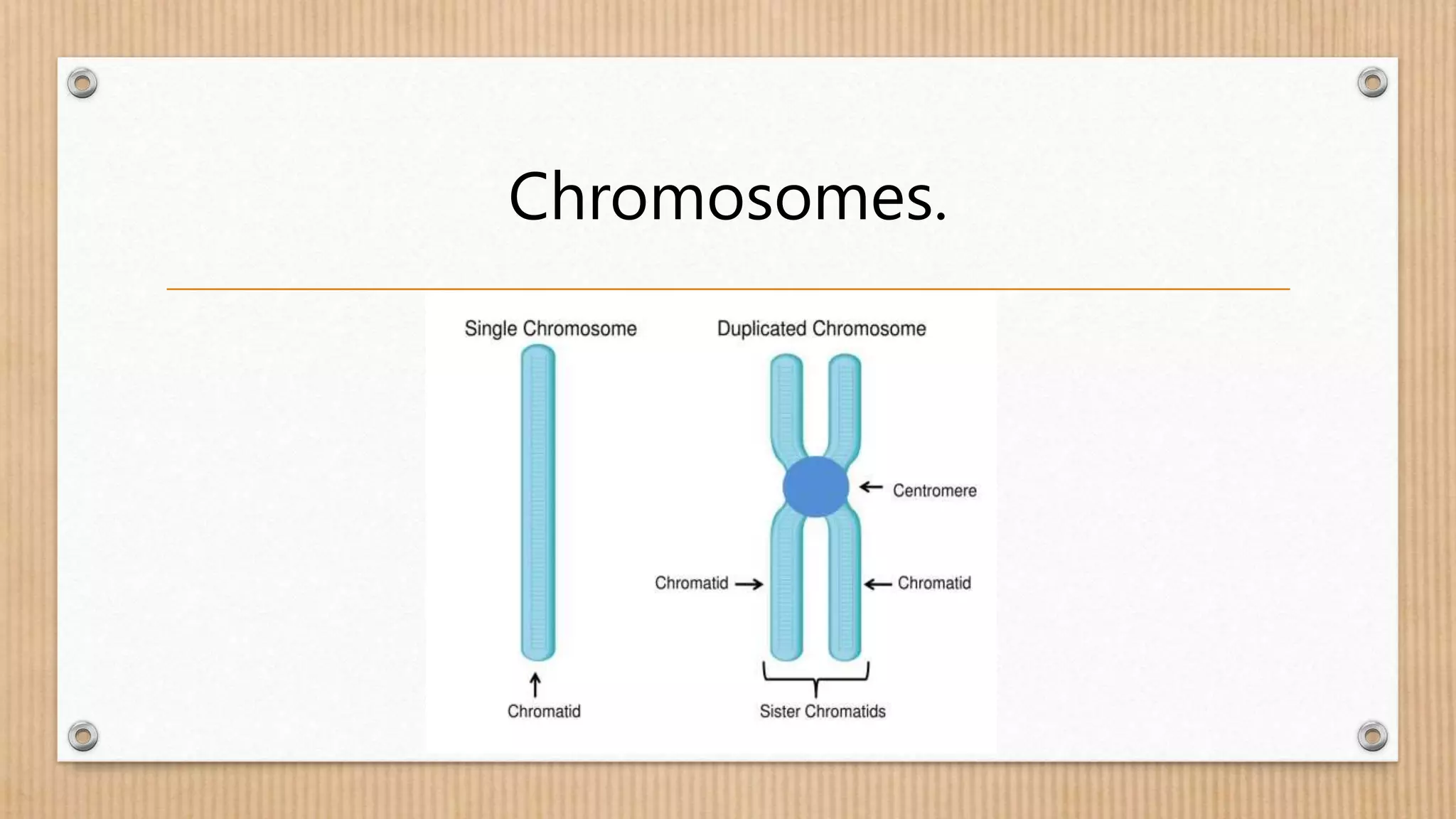 GRADE 10_MITOSIS.pptx