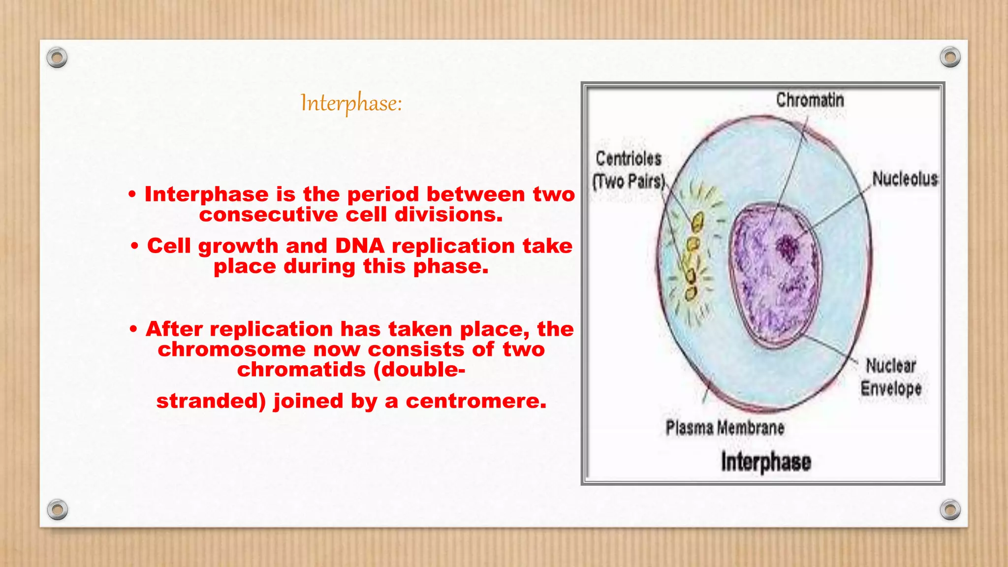 GRADE 10_MITOSIS.pptx