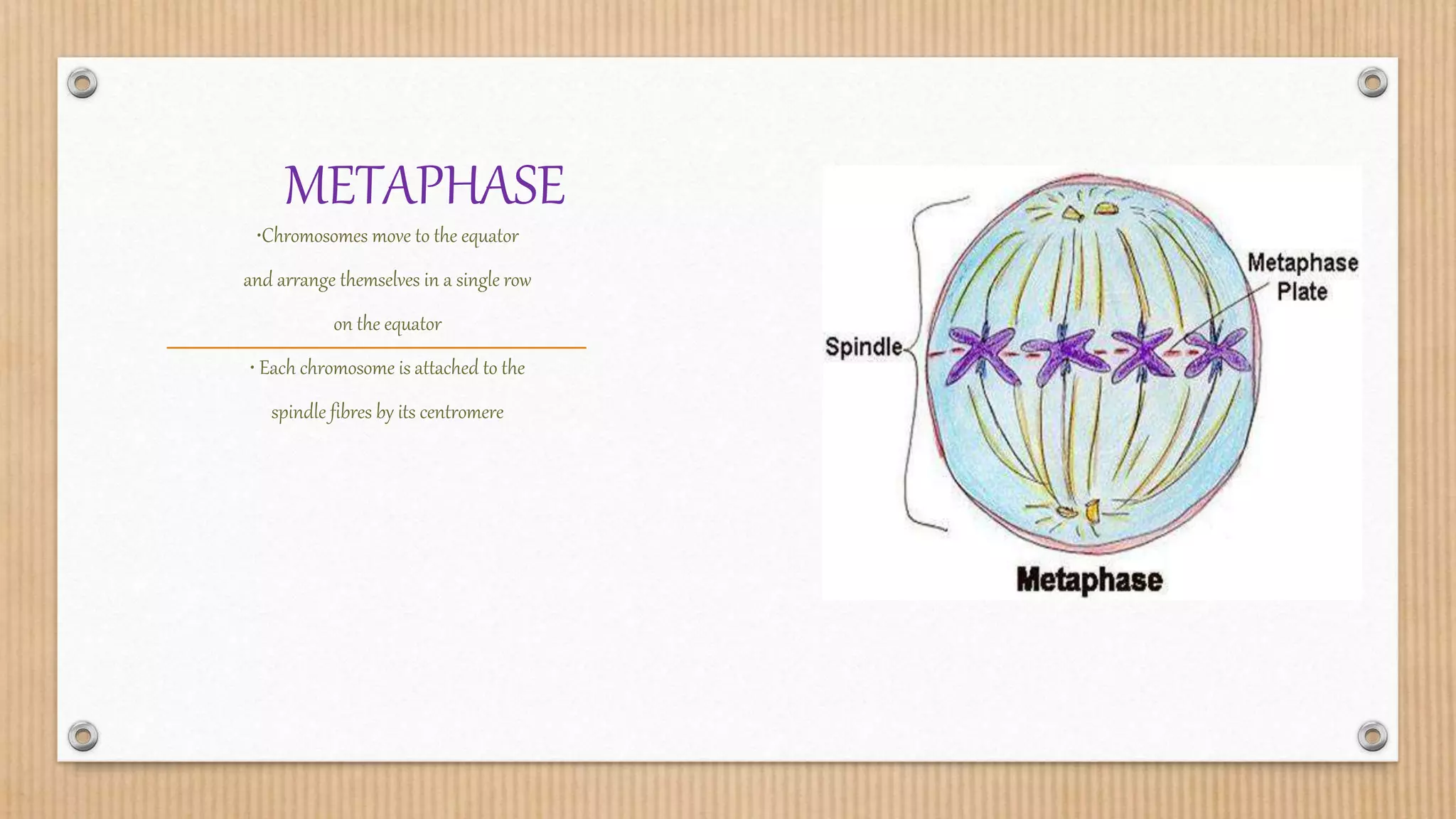 GRADE 10_MITOSIS.pptx