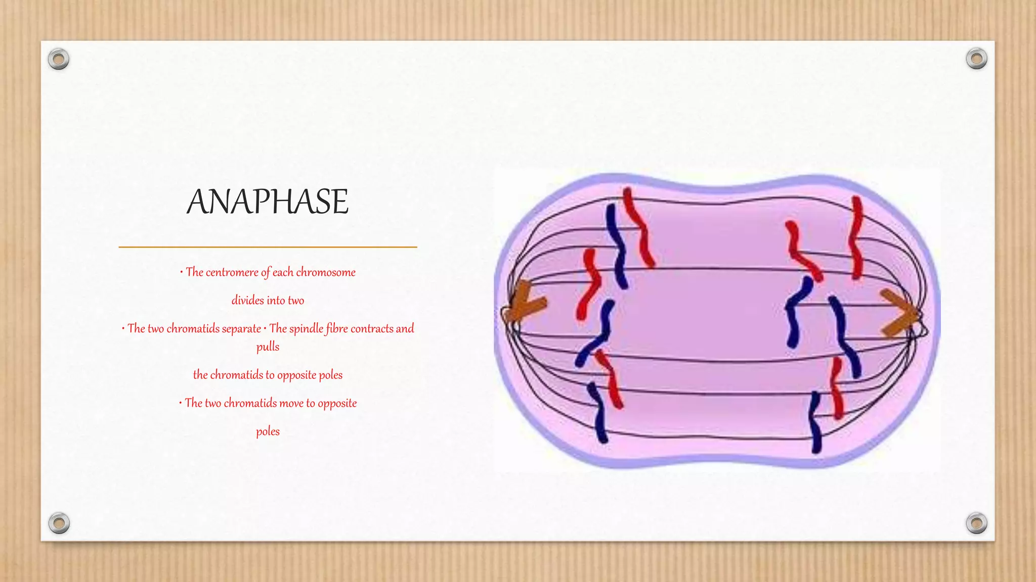 GRADE 10_MITOSIS.pptx