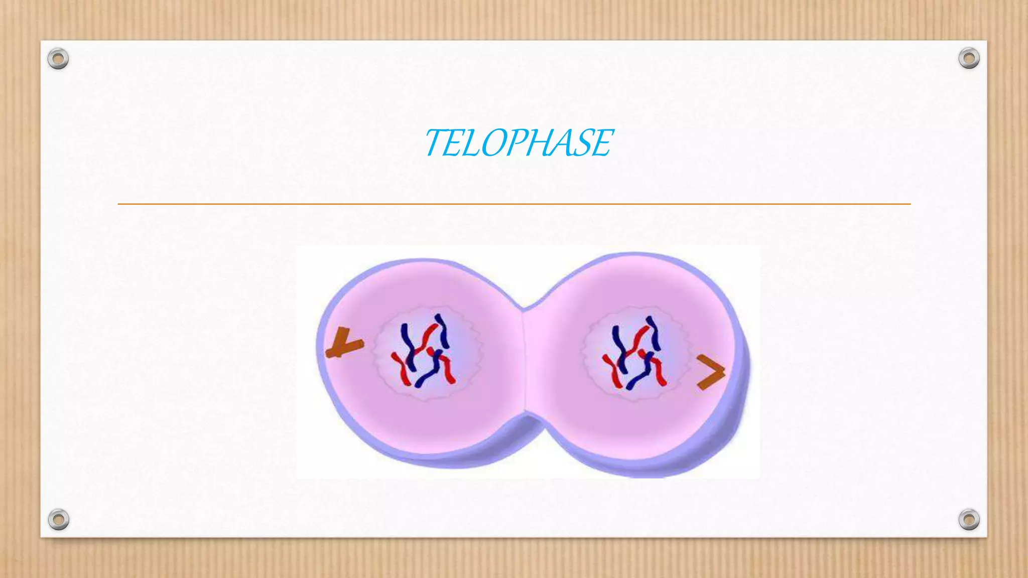 GRADE 10_MITOSIS.pptx