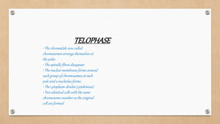 GRADE 10_MITOSIS.pptx