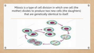 GRADE 10_MITOSIS.pptx