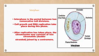 GRADE 10_MITOSIS.pptx