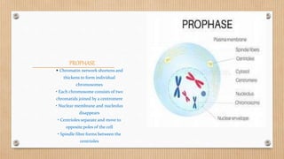 GRADE 10_MITOSIS.pptx
