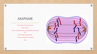 GRADE 10_MITOSIS.pptx