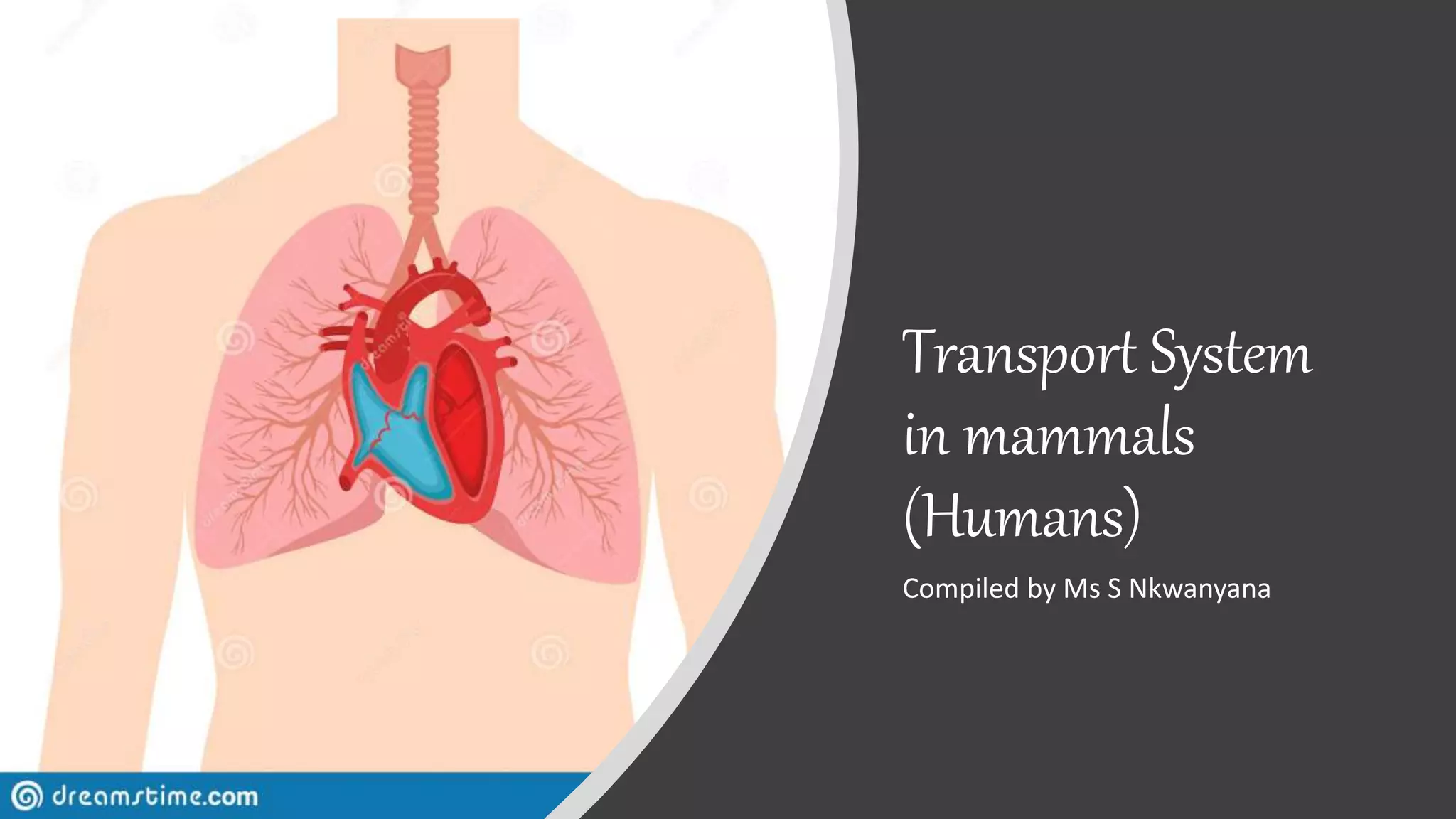 grade 10 Transport System in mammals.pptx