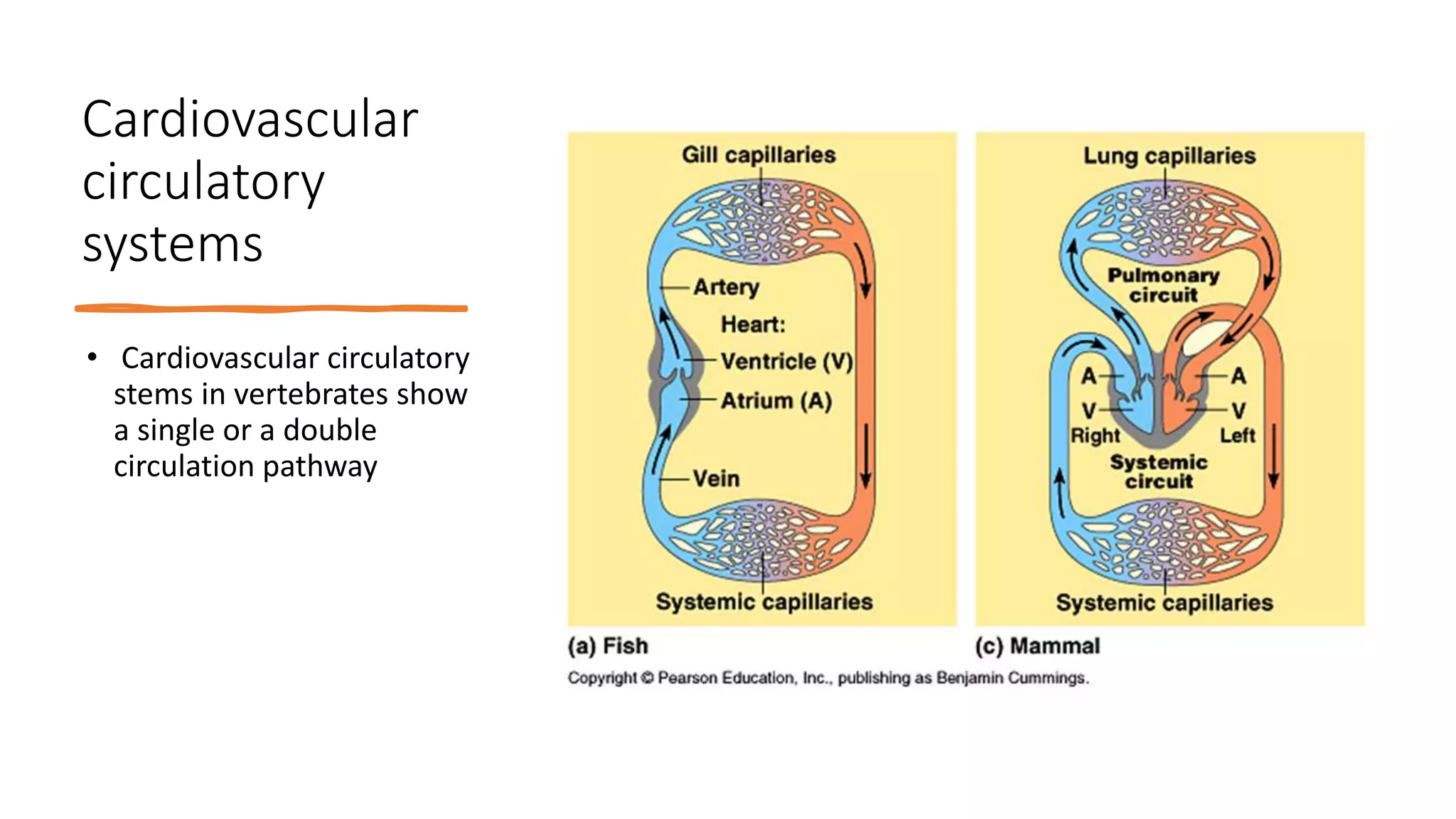 grade 10 Transport System in mammals.pptx