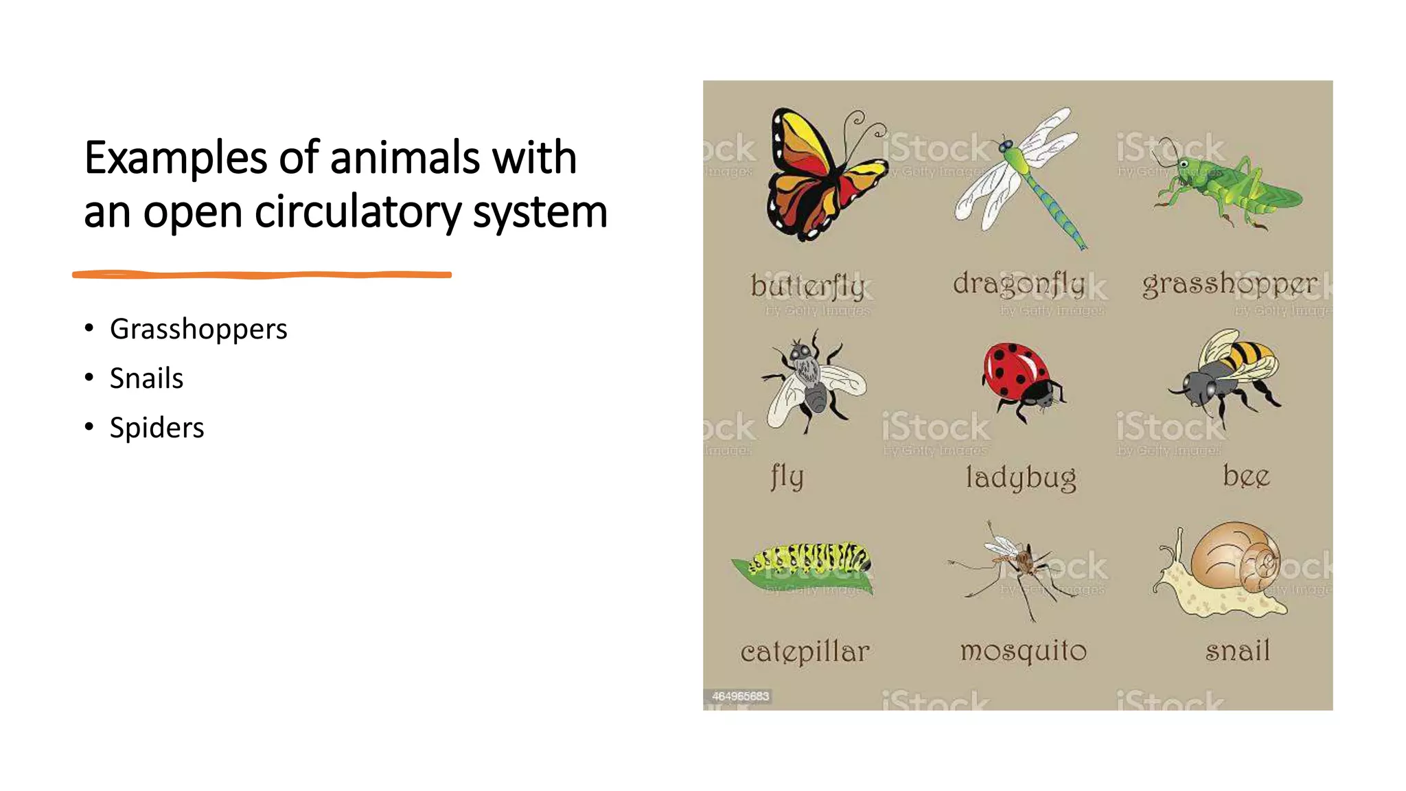 grade 10 Transport System in mammals.pptx