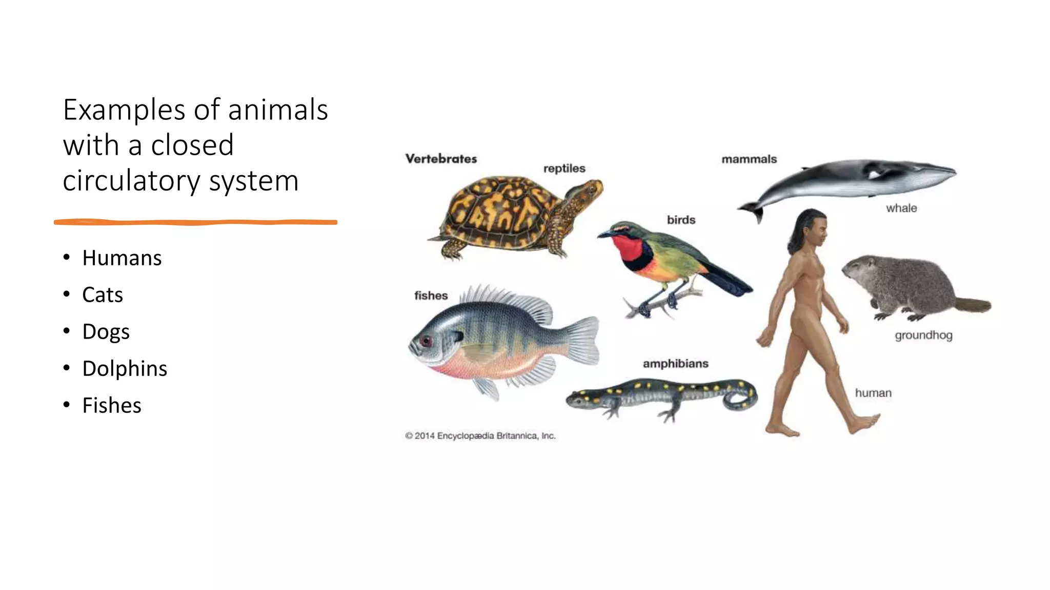 grade 10 Transport System in mammals.pptx