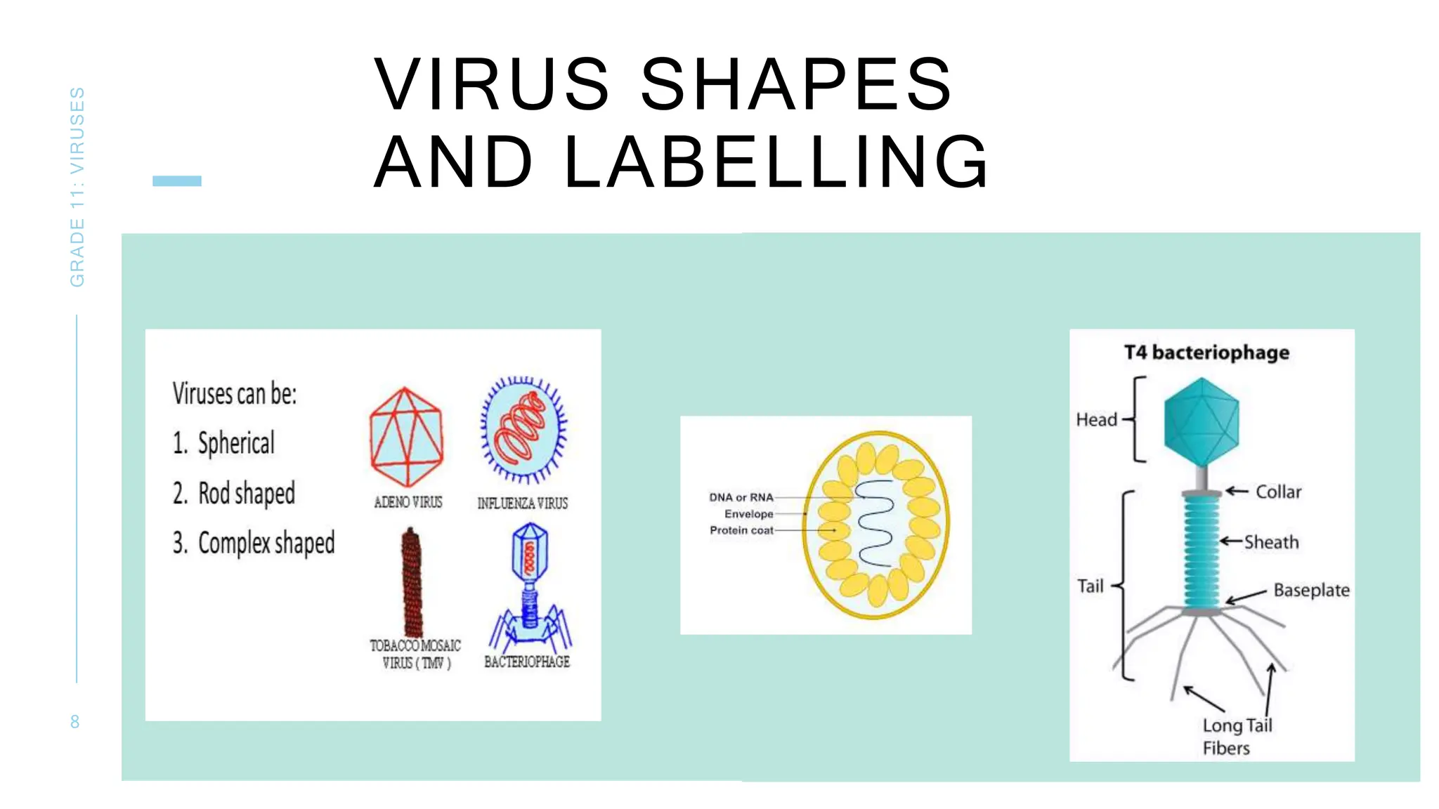 GRADE 11 - VIRUSES.pptx