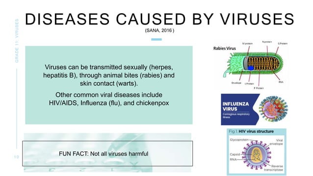 GRADE 11 - VIRUSES.pptx