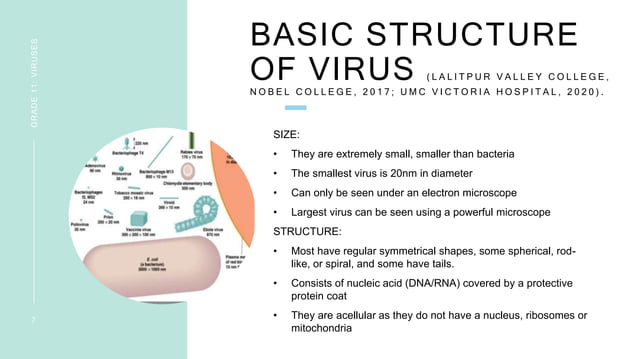 GRADE 11 - VIRUSES.pptx