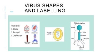 GRADE 11 - VIRUSES.pptx