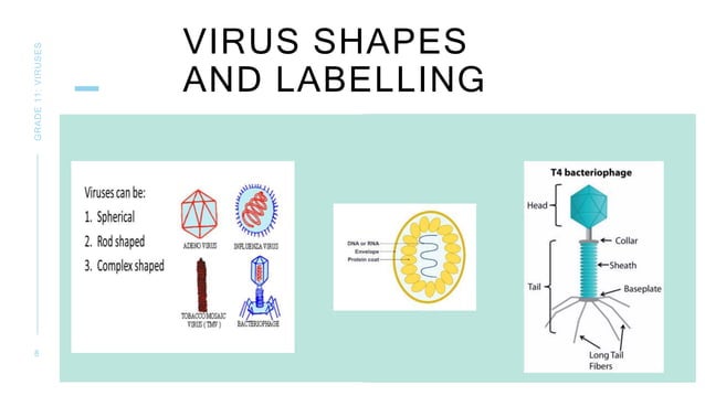 GRADE 11 - VIRUSES.pptx