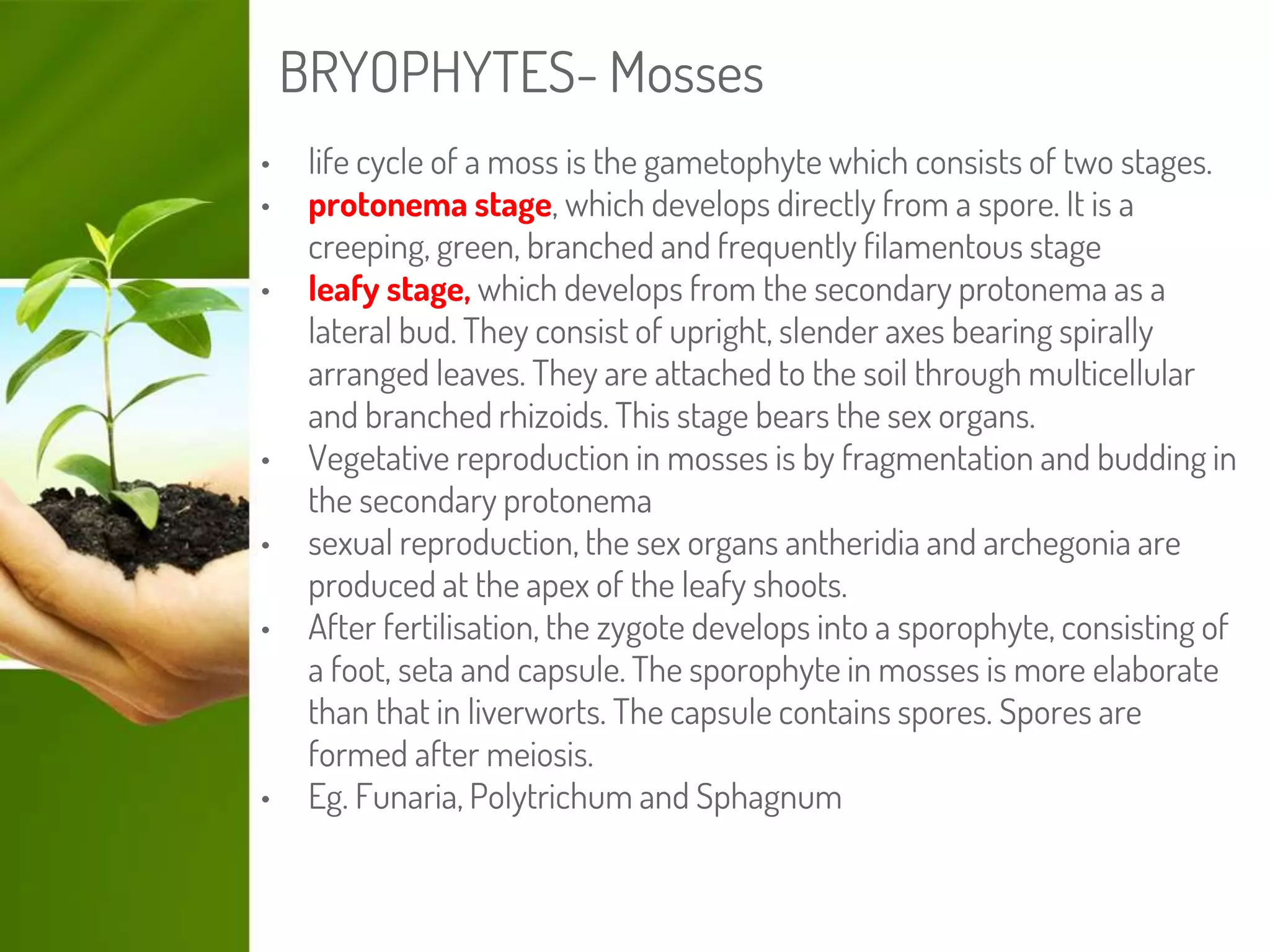 Grade 11 biology plant kingdom | PPTX