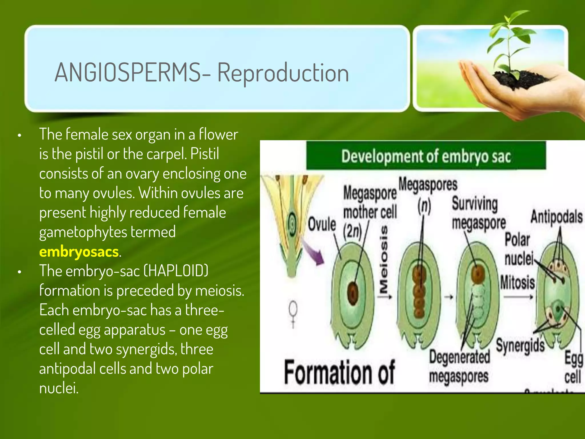 Grade 11 biology plant kingdom | PPTX
