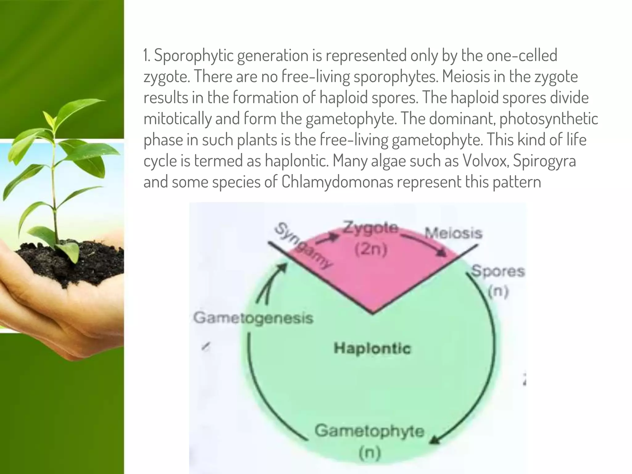 Grade 11 biology plant kingdom | PPTX