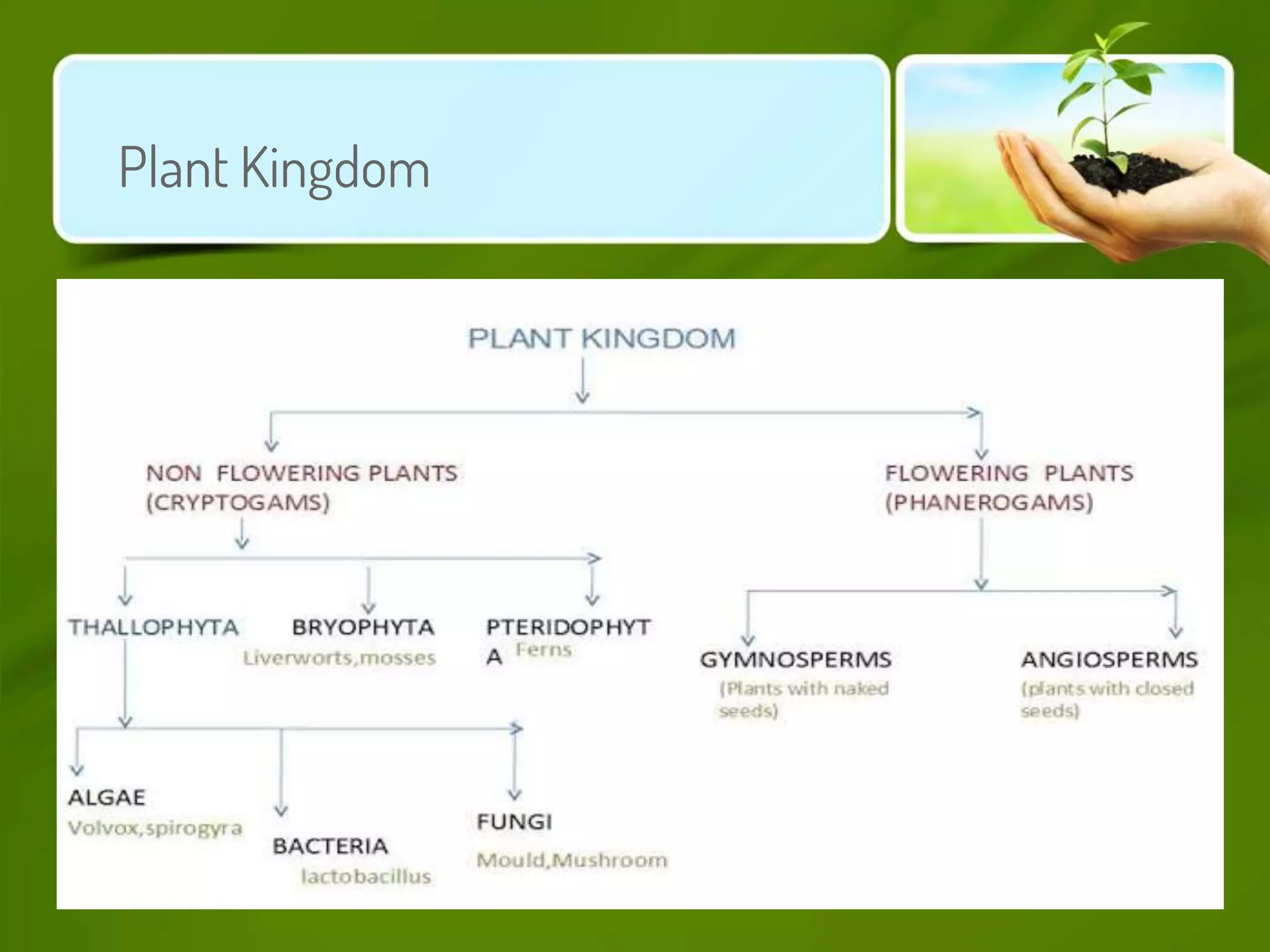Grade 11 biology plant kingdom | PPTX