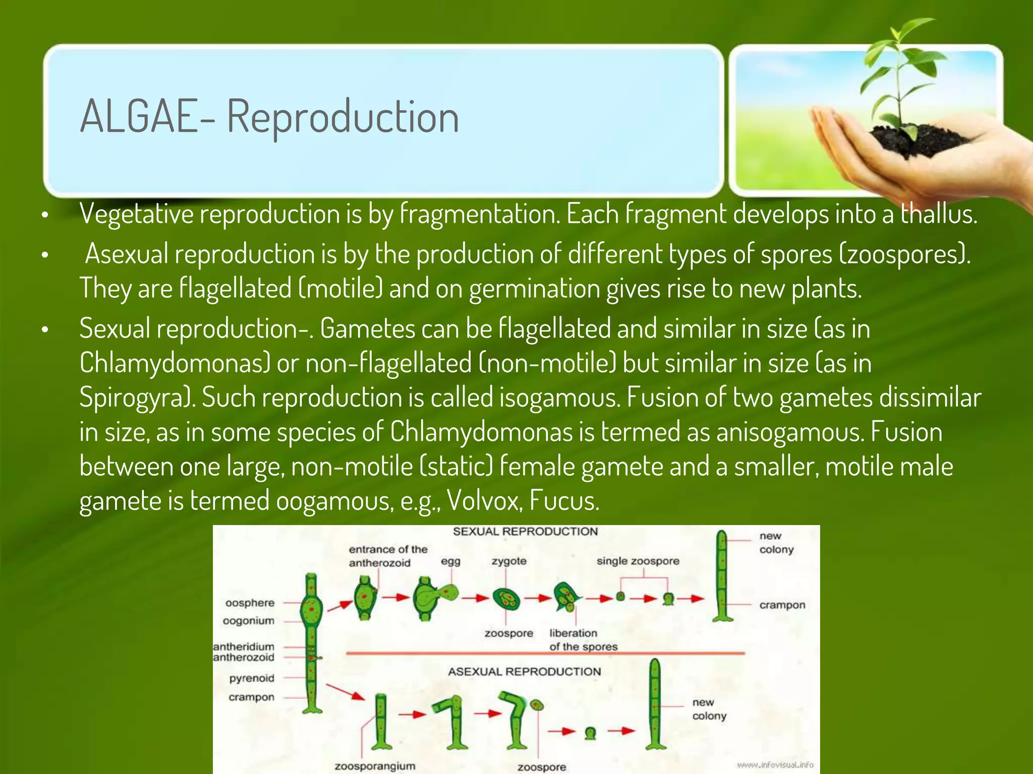 Grade 11 biology plant kingdom | PPTX