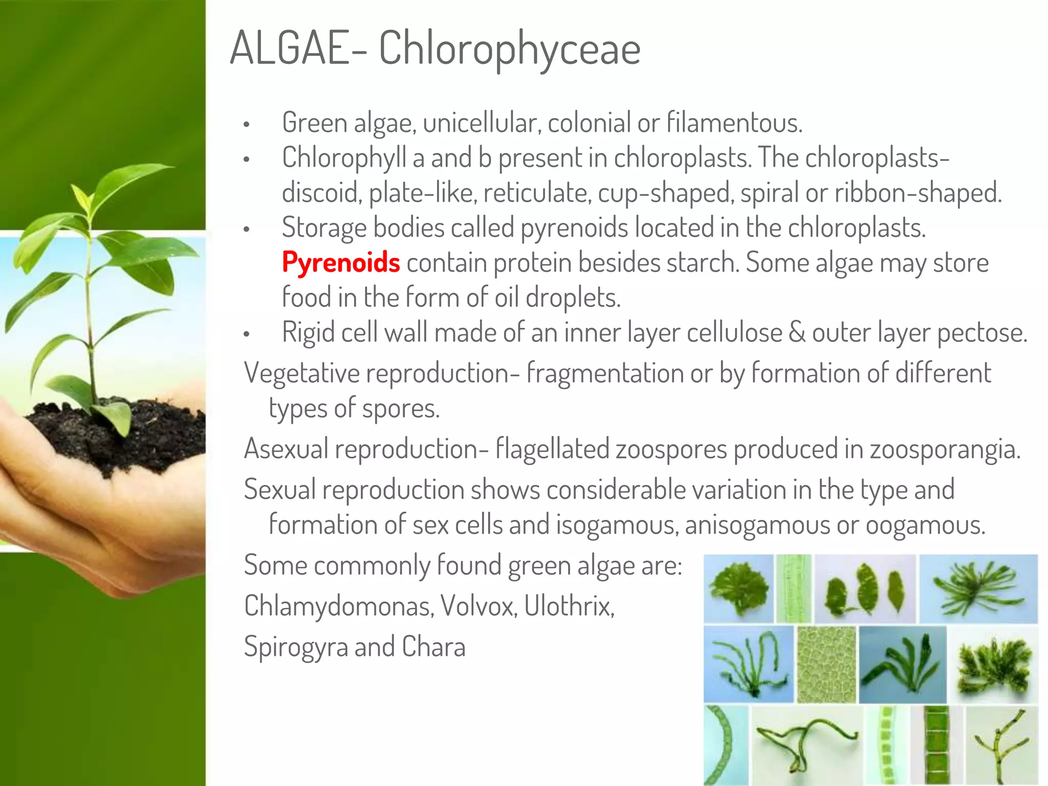 Grade 11 biology plant kingdom | PPTX