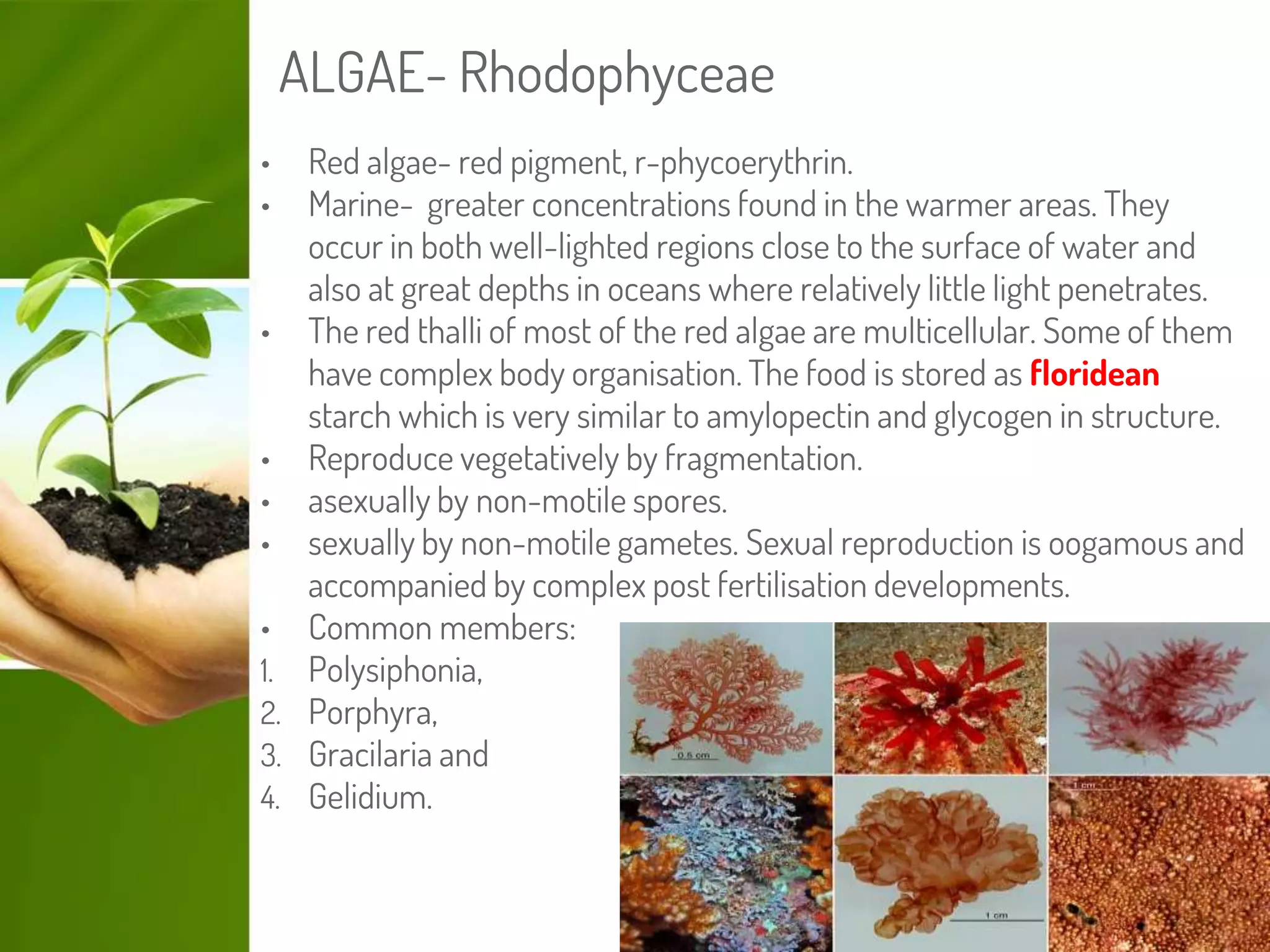 Grade 11 biology plant kingdom | PPTX